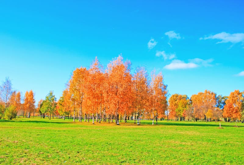 Red trees stock image. Image of environment, abstraction - 9020463