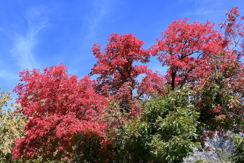 Red Trees Against a Bright Blue Sky with Wispy Clouds Stock Photo ...