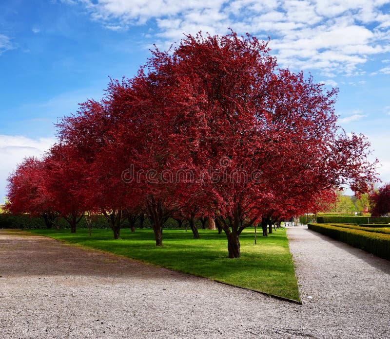 Red Trees stock photo. Image of path, plant, flora, amazing - 97227418