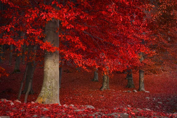 Red trees in the forest stock image. Image of fall, autumn - 41260403