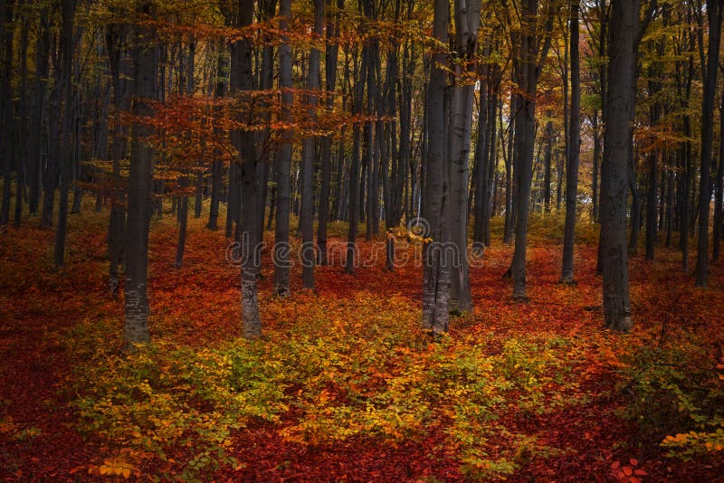 Red trees in the forest stock image. Image of fantasy - 41260411