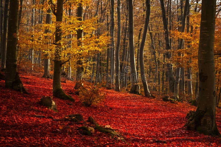 Red trees in the forest stock photo. Image of tree, autumn - 41526038