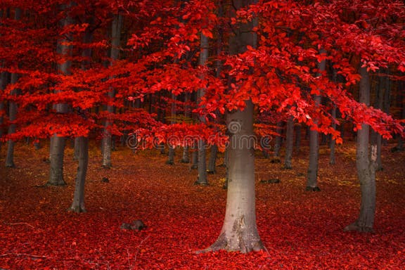 Red trees in the forest stock photo. Image of lake, forest - 41526168