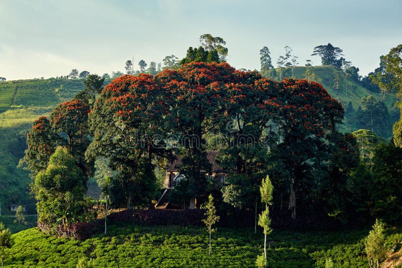 846 Sri Lanka Tea Plantation House Stock Photos - Free & Royalty-Free ...