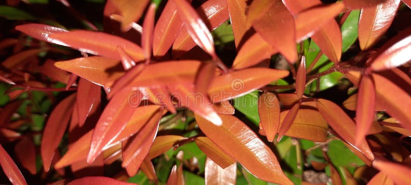 Red trees at night stock image. Image of flower, trees - 223128649