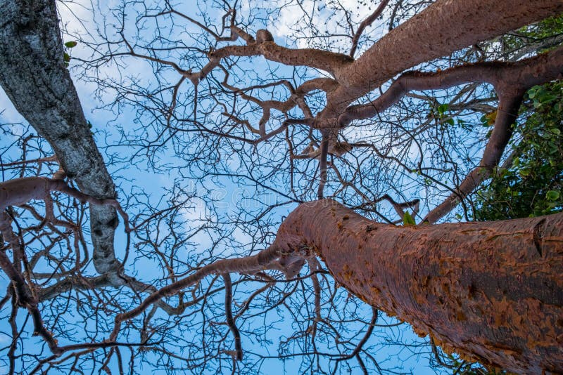 Red Trees and Sky , Looking Up Leafless Tree Trunks Stock Photo - Image ...