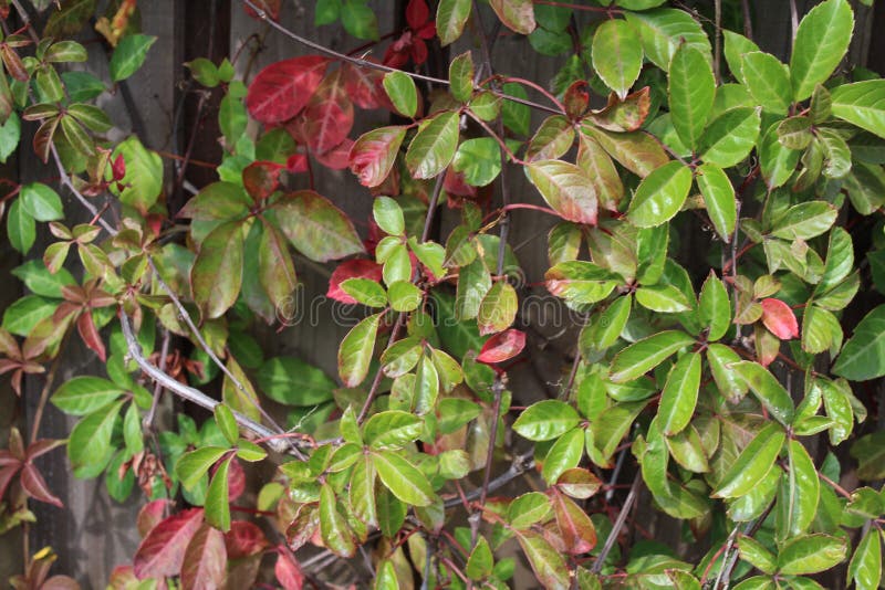 Red Trees Treeton Rotherham Stock Photo - Image of trees, bushes: 98682130