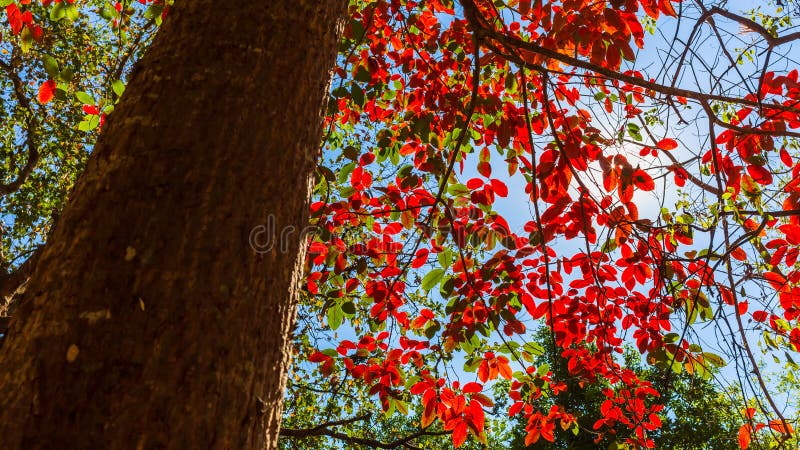 Red Treetop in Forest stock image. Image of treetop - 138134733
