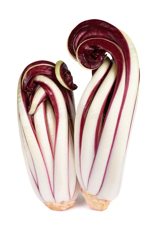 Red Treviso chicory stock photo. Image of vegetable - 260256888