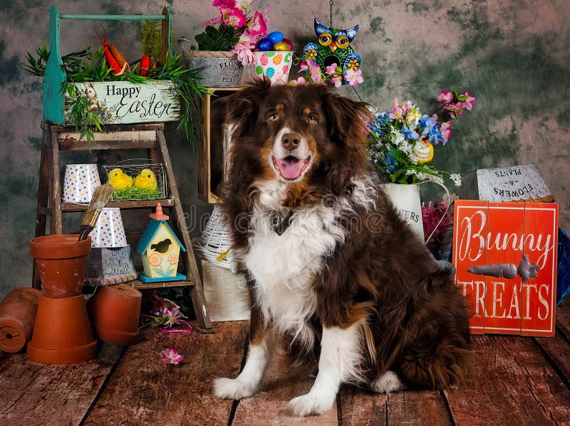 Red Tri Australian Shepherd with Easter and Springtime Props Stock ...