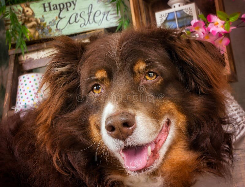 Red Tri Australian Shepherd with Easter and Springtime Props Stock ...