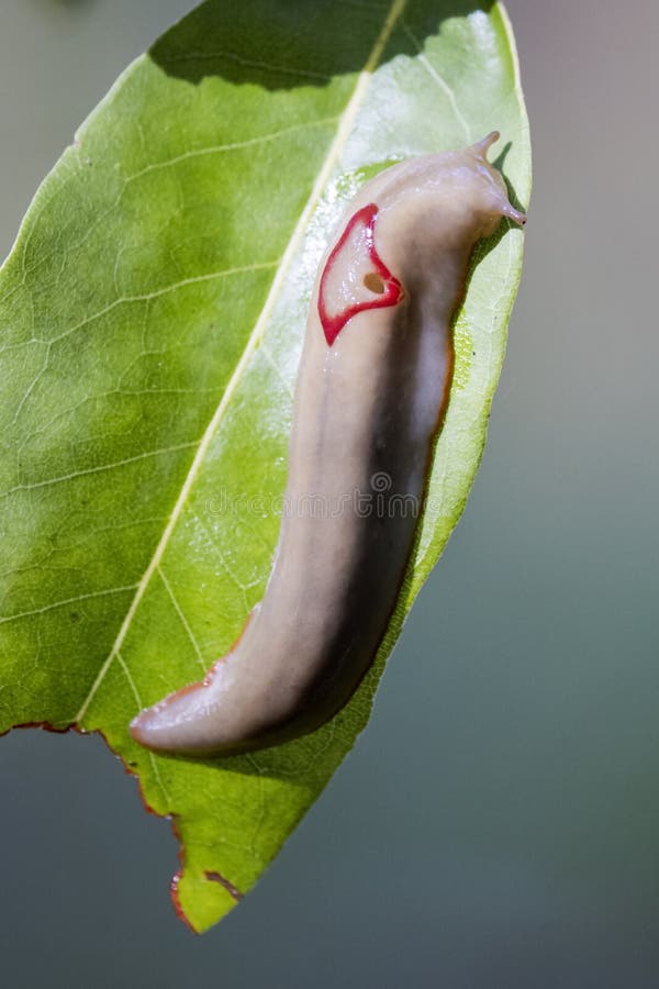Red-triangle Slug stock photo. Image of leaf, green - 205935718