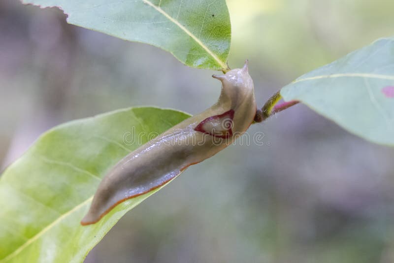 Redtriangle Stock Photos - Free & Royalty-Free Stock Photos from Dreamstime