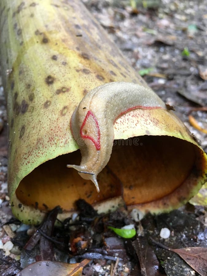 Australian Red Triangle Slug Stock Photo - Image of triboniophorus ...