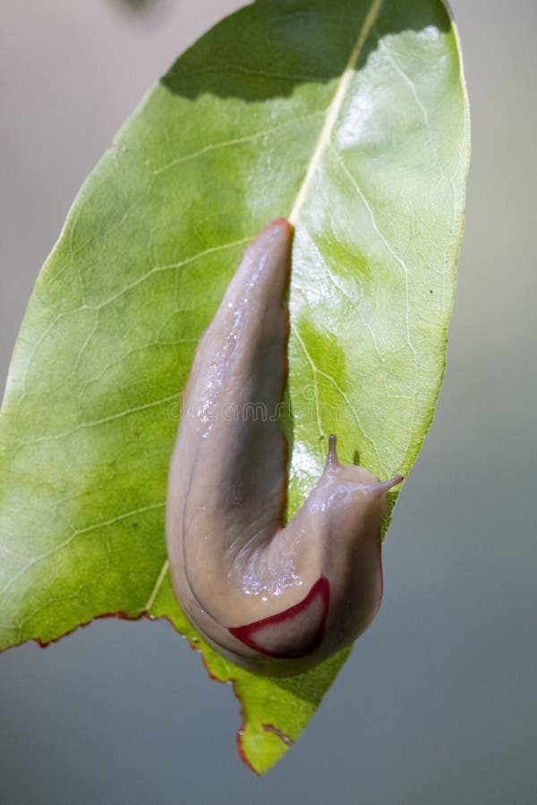 Red-triangle Slug stock photo. Image of nature, triboniophorus - 206970738
