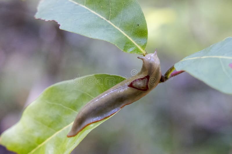 Red-triangle Slug stock photo. Image of slug, wildlife - 206970796