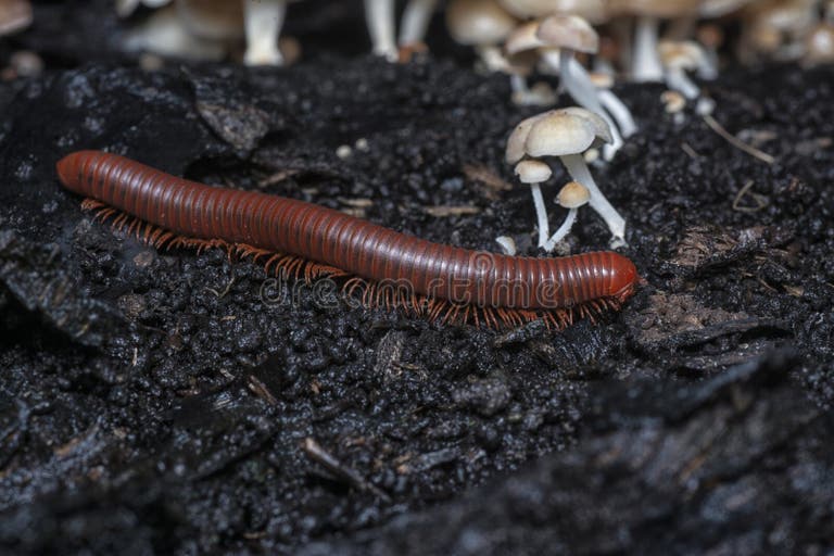 Red Trigoniulus Corallinus Crawling on the Decay Bark Tree Stock Image ...