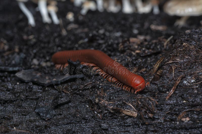 Red Trigoniulus Corallinus Crawling on the Decay Bark Tree Stock Photo ...