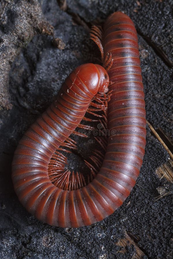 Red Trigoniulus Corallinus Crawling on the Decay Bark Tree Stock Photo ...