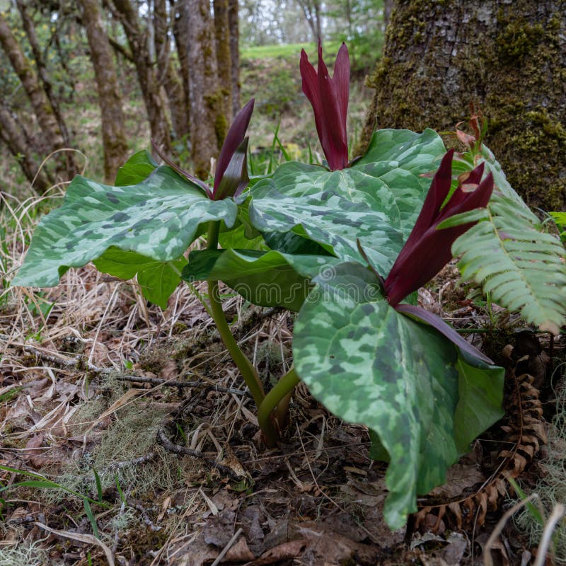 Red Trillium stock photo. Image of valley, trillium - 256281476