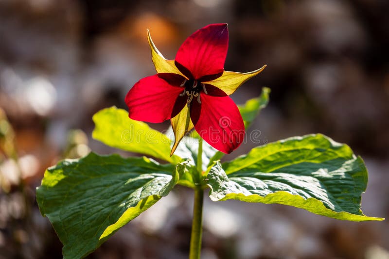 Red trillium in the light stock image. Image of stinking - 150541561