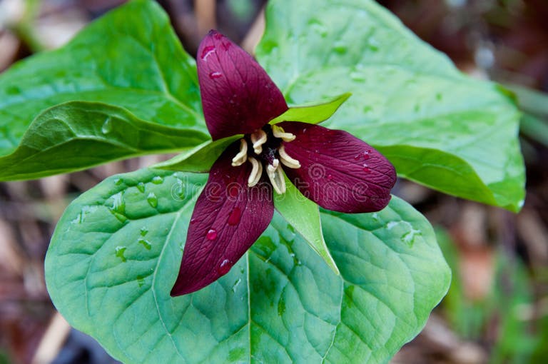 Red trillium after rain stock image. Image of petal, leaf - 27227263