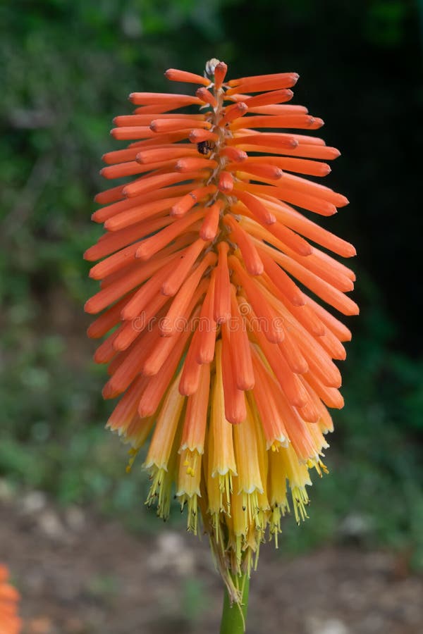 Red Tritoma Flower in the Garden, Close-up. Stock Photo - Image of ...