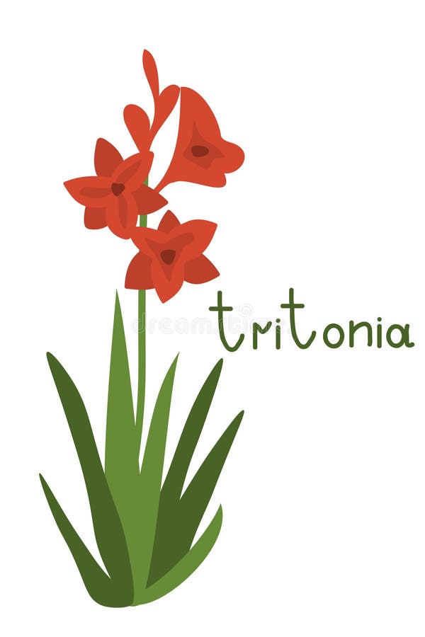Tritonia Illustration Stock Illustrations – 5 Tritonia Illustration ...