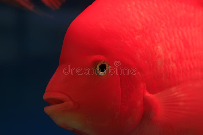 Red tropical fish stock image. Image of cruising, blue - 31996601