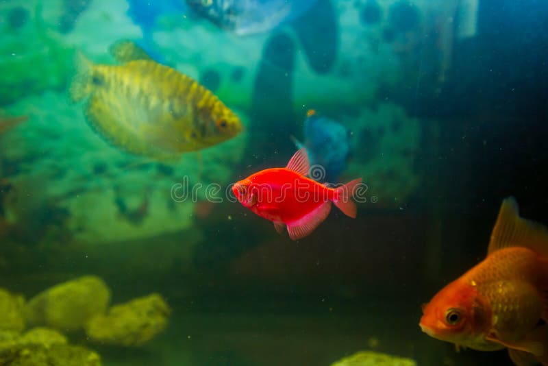 Red Tropical Fish in an Aquarium Stock Image - Image of coral, colored ...