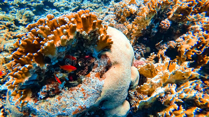 Tropical Fish Hide in Corals at the Bottom of the Sea Stock Photo ...
