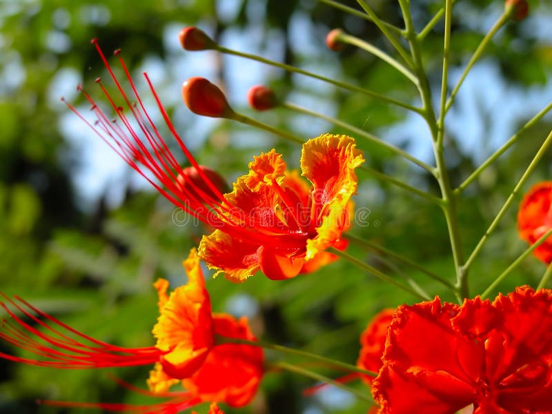 A red tropical flower stock image. Image of green, hibiscus - 1480983