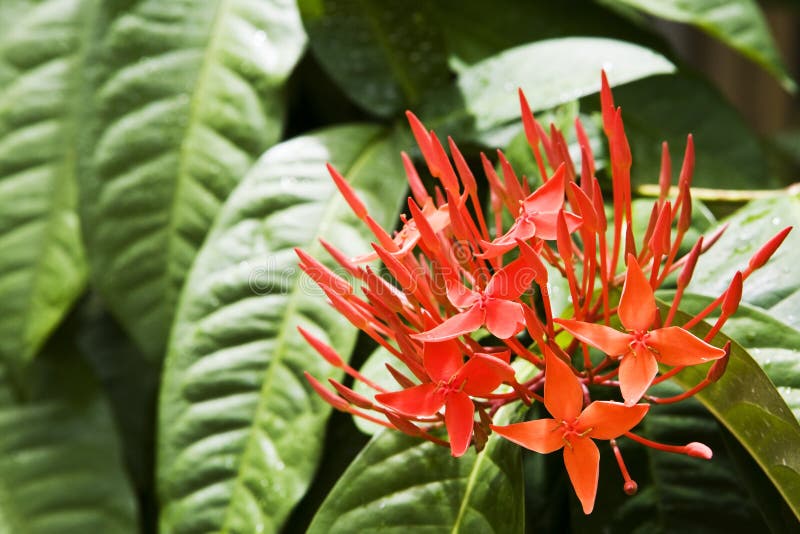 Red Tropical Flower Picture. Image: 4176158