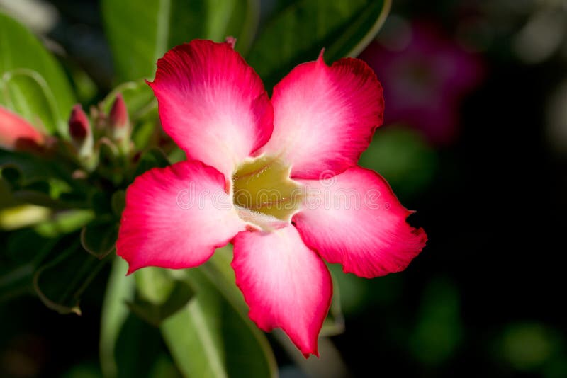 Red tropical flower stock photo. Image of hibiscus, bright - 5268256