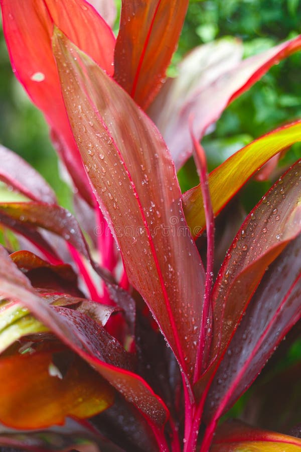 Red Tropical Flower on a Background of Lush Greenery Stock Image ...