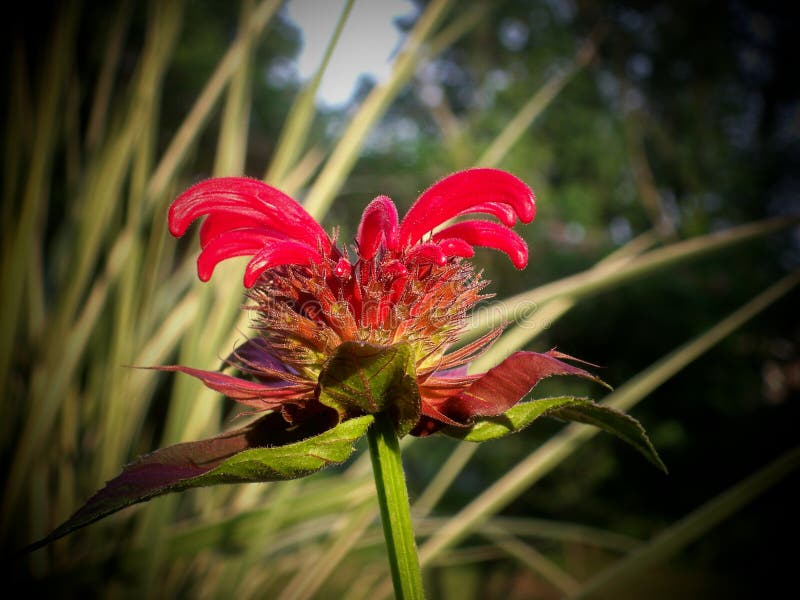 Red Tropical Flower stock photo. Image of tropical, scarlet - 125566580