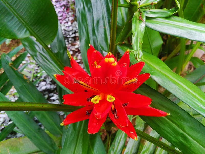 Red tropical flower stock image. Image of garden, flower - 134420075