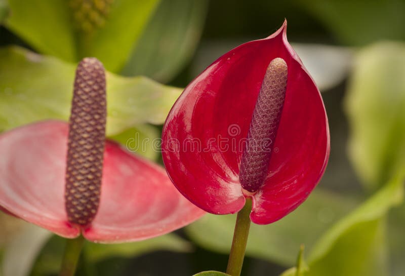 Red Tropical Flower stock image. Image of nature, foliage - 67502829