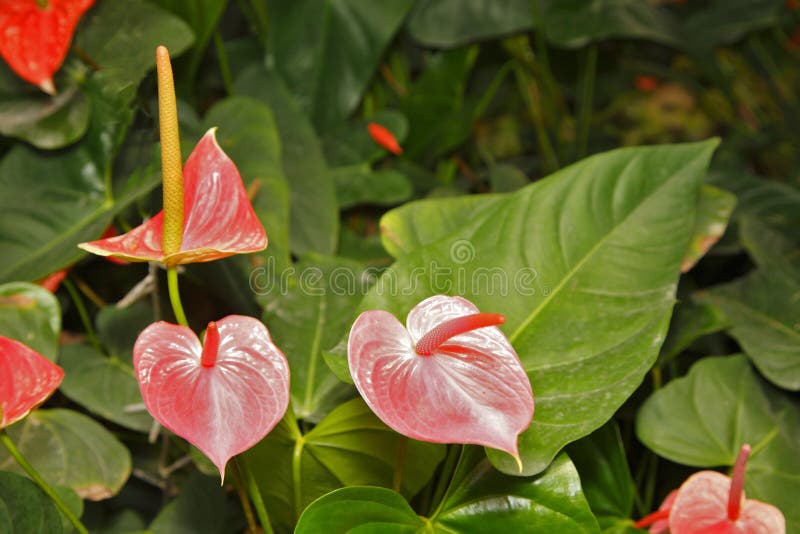 The red tropical flowers stock image. Image of garden - 199178989