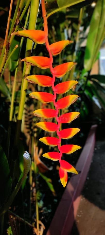 Red Tropical Heliconia Flower Stock Image - Image of blossom, pink ...