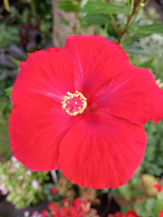 The Red Tropical Hibiscus stock photo. Image of hibiscus - 364299596