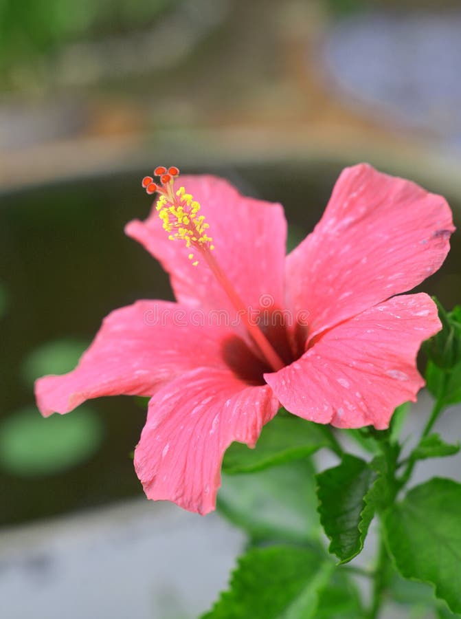 Red Tropical Hibiscus in Bloom Stock Image - Image of beautiful, petal ...