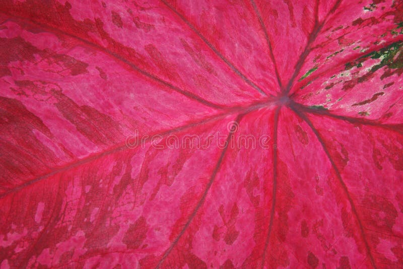 Red Tropical Leaf As Natural Texture Background Stock Photo - Image of ...