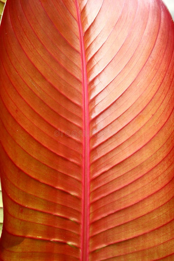 Red tropical leaf - detail stock image. Image of tree - 3066103
