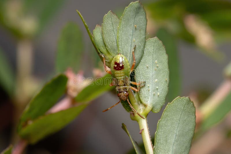 Red True Bugs nymph stock photo. Image of small, natural - 206072144