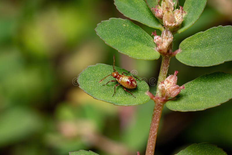 Red True Bugs nymph stock photo. Image of young, entomology - 206072280