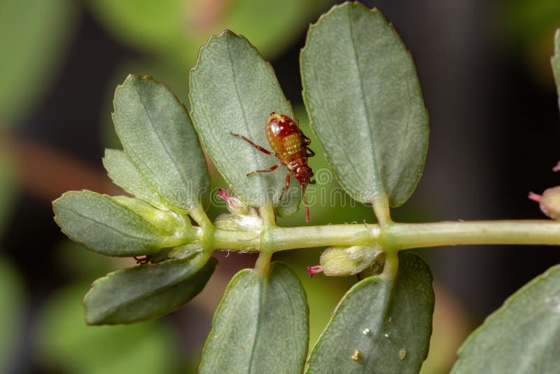 126 Heteroptera Suborder Stock Photos - Free & Royalty-Free Stock ...