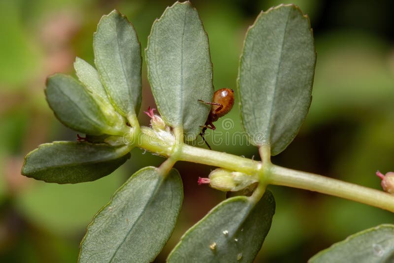 Red True Bugs nymph stock photo. Image of pest, animal - 206072264