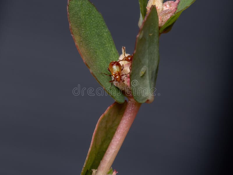 Red True Bugs nymph stock image. Image of pest, insecta - 206072609
