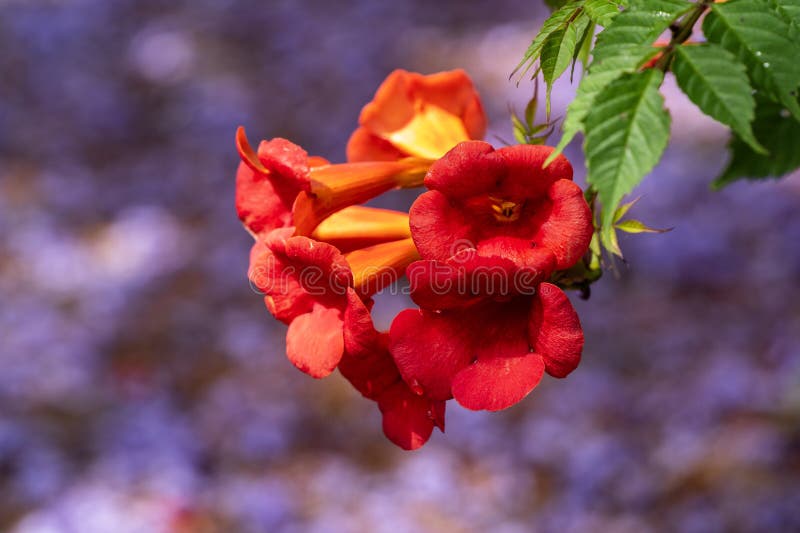 Red Trumpet Creeper in Bloom Stock Image - Image of flower, bloom ...